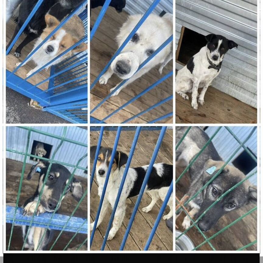 Взрослый пёс в добрые руки