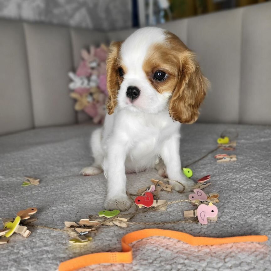 Щенки кавалера кинг чарльз спаниель