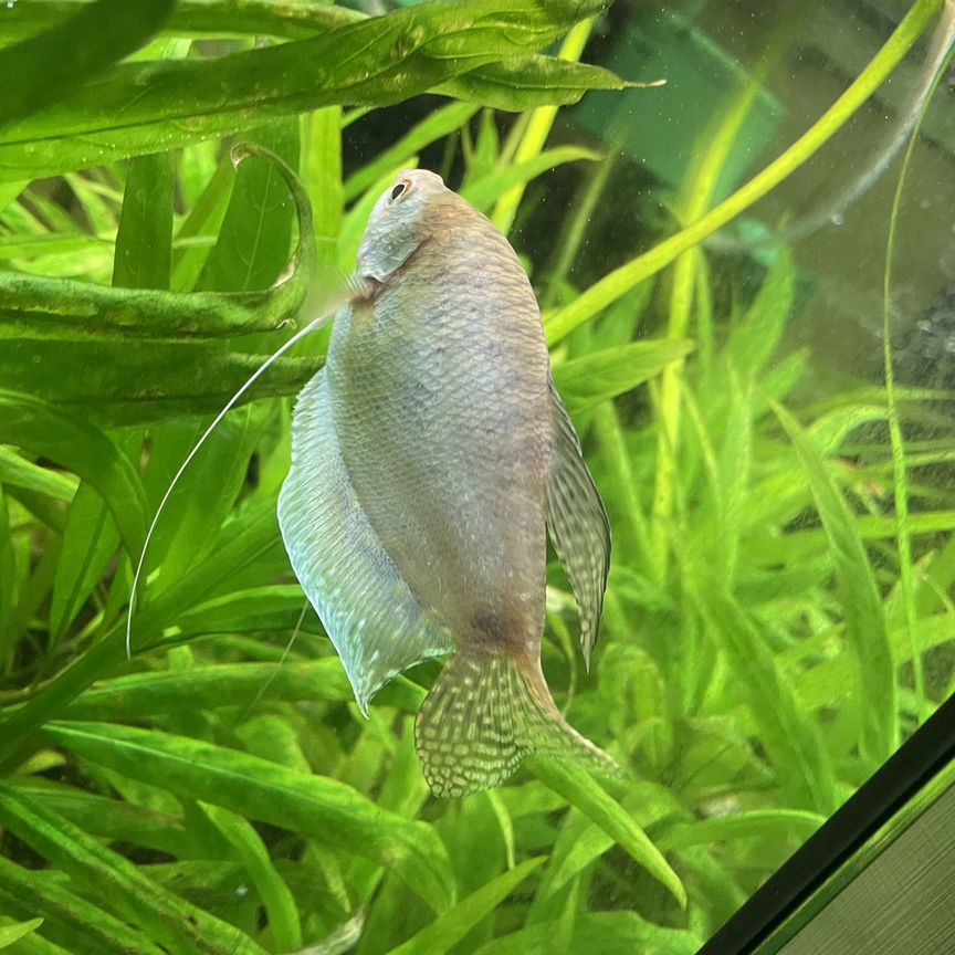 Мраморный гурами большая