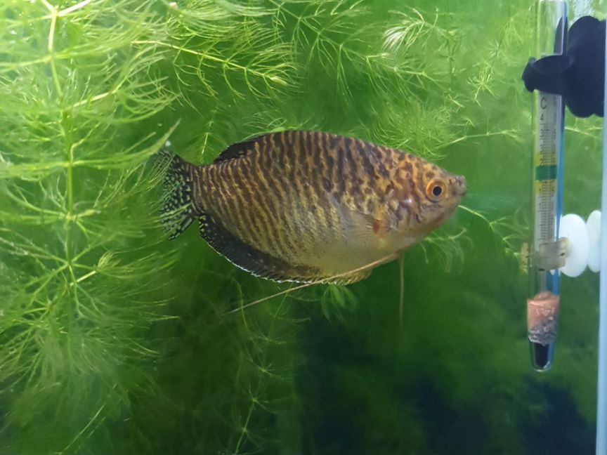 Золотые гурами