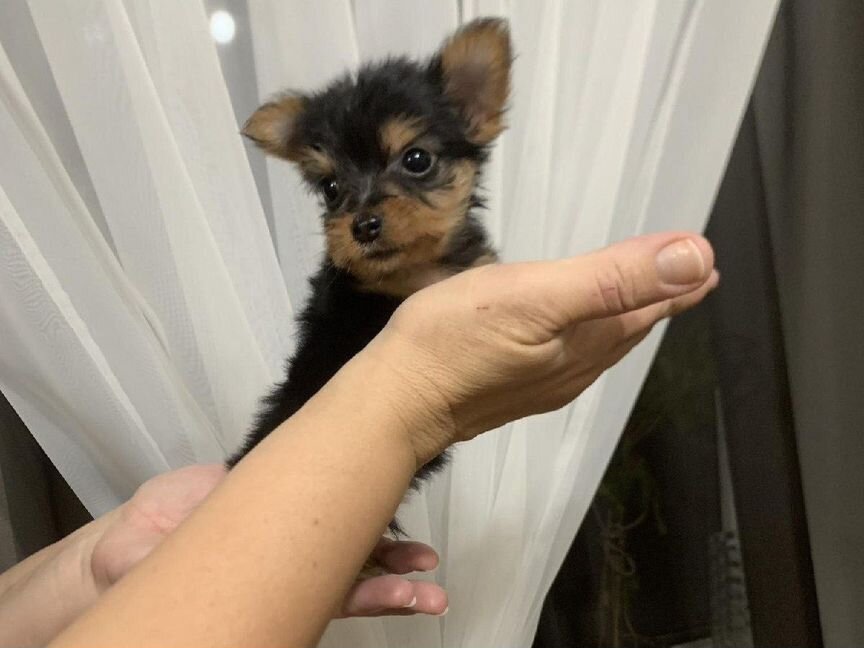 Йоркширский терьер щенки