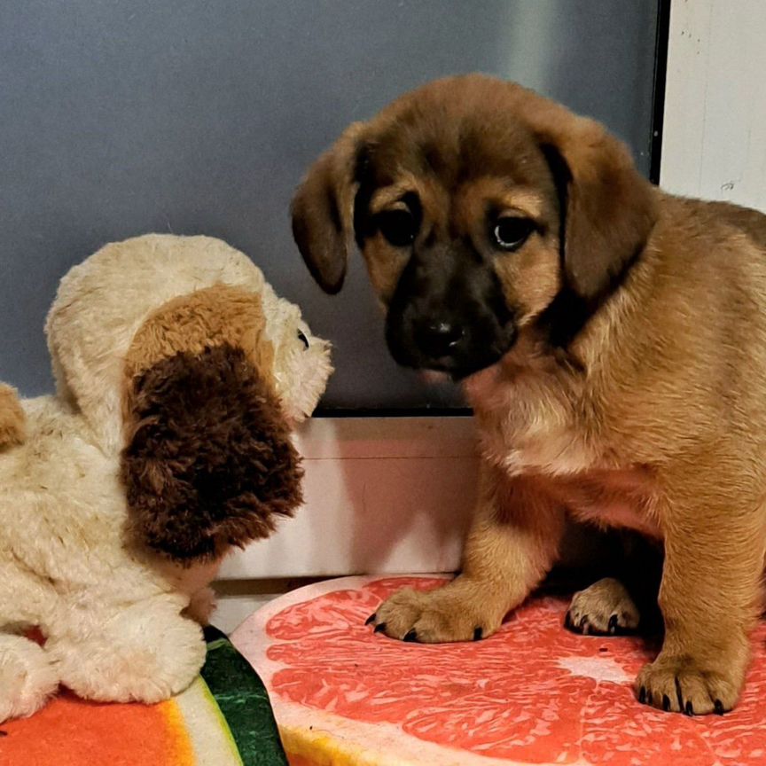 Маленькие собачки бесплатно в добрые руки