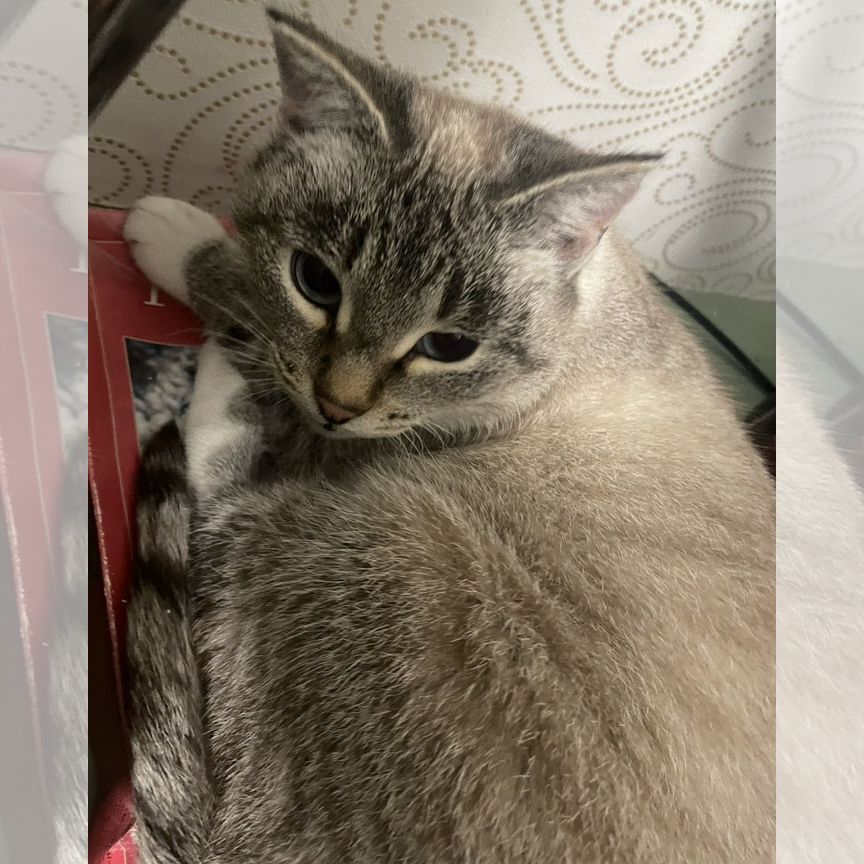 Взрослая кошка в добрые руки