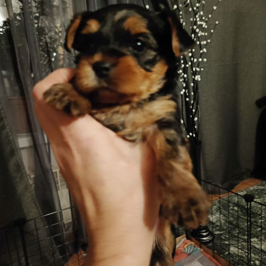 Йоркширский терьер, щенок