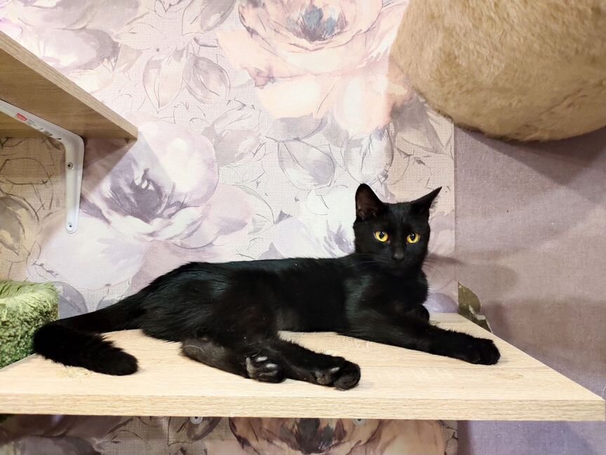 Ласковая Кола в добрые ручки