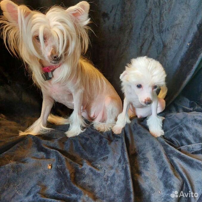 Китайская хохлатая голый мини мальчик