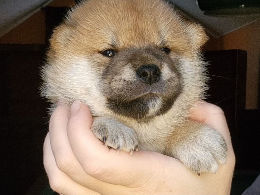 Малыш Сиба-Ину предлагается для резерва