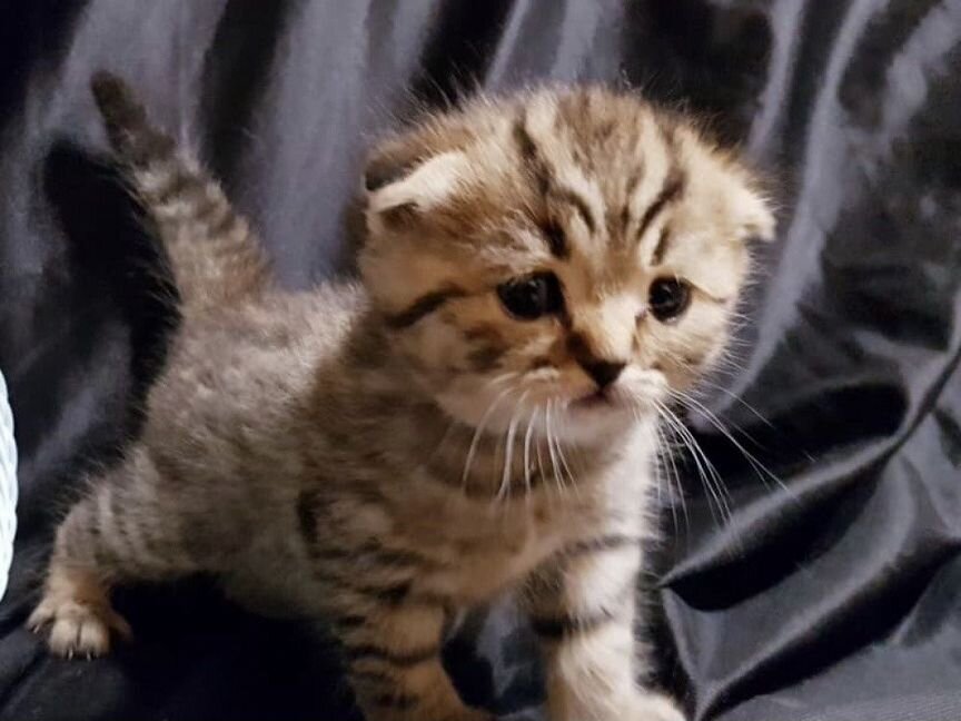 Шотландский тигрёнок
