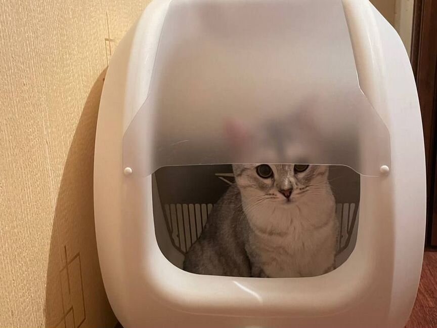 Закрытый лоток для кошек бу