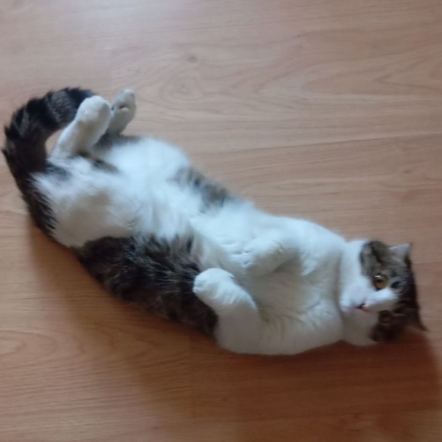 Шотландский вислоухий длинношёрстный котёнок