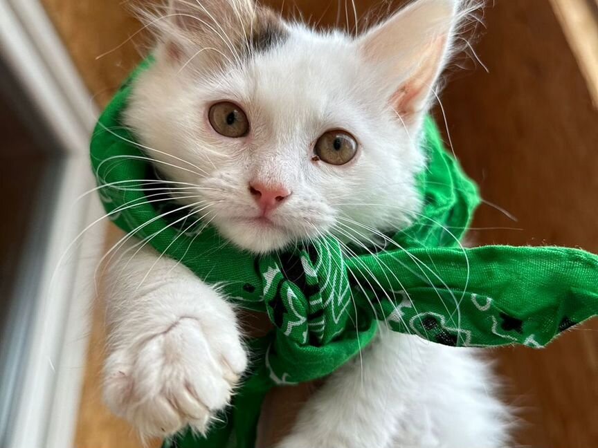 Приютский кроха котенок Каспер. В дар. Некрасовка