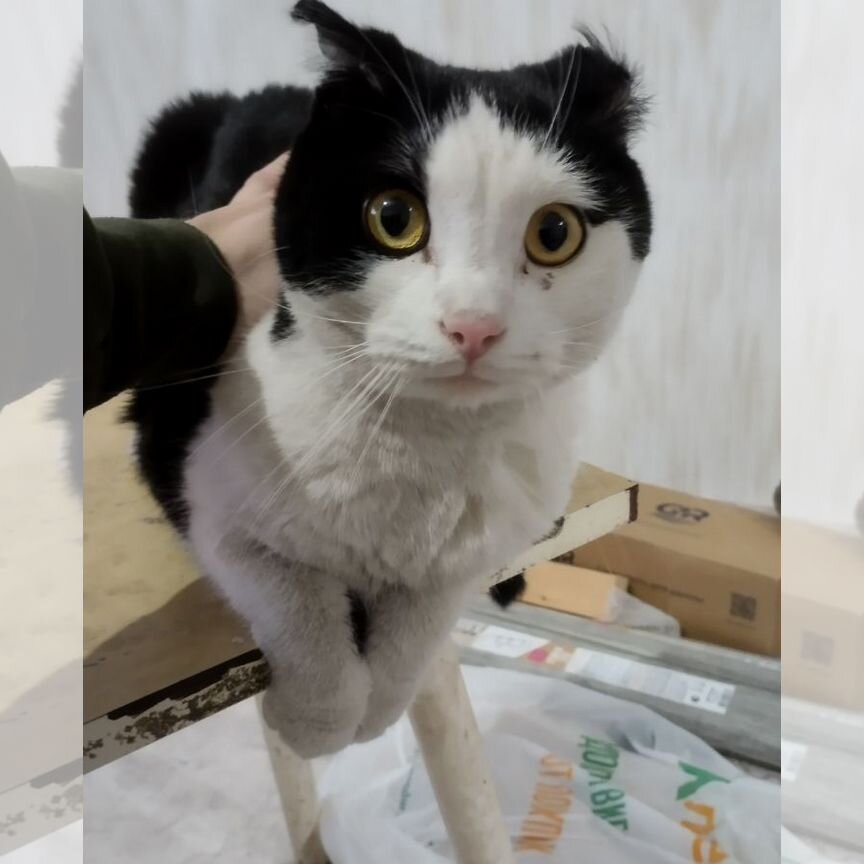 Взрослый кот в добрые руки