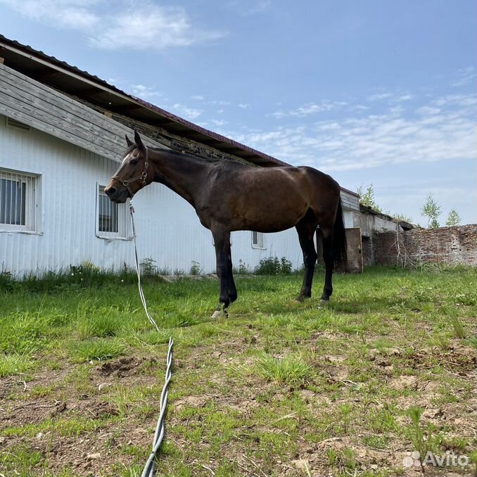 Продам кобылу