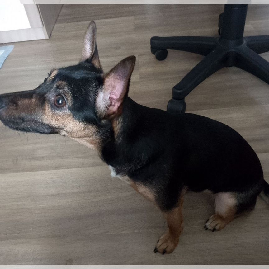 Цвергпинчер, взрослая собака