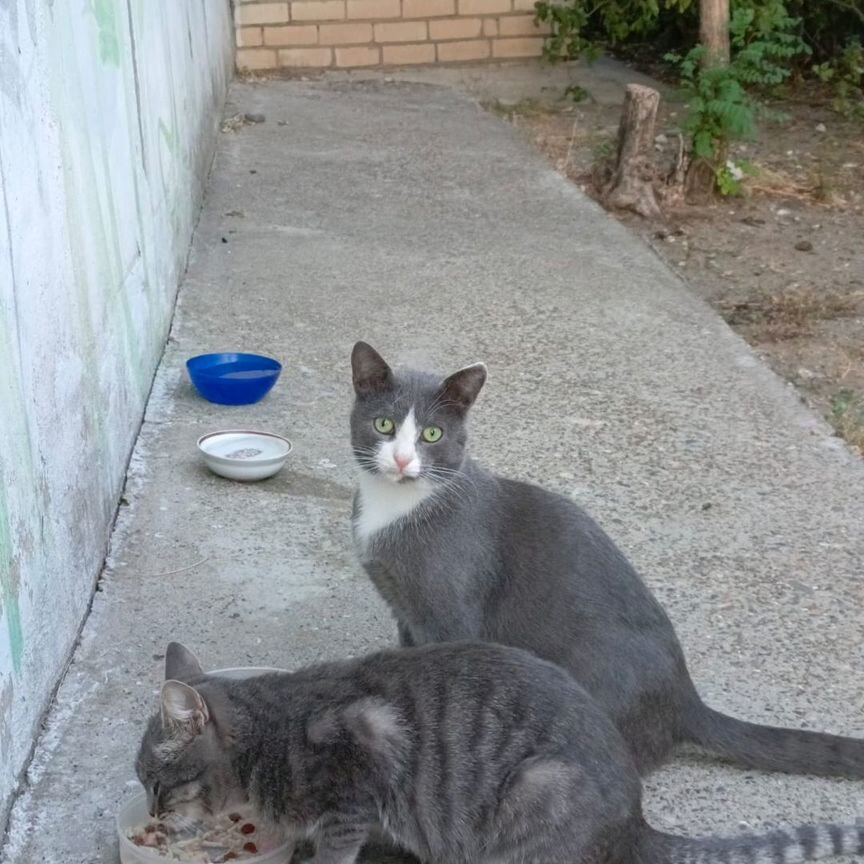 Котики бесплатно в добрые руки