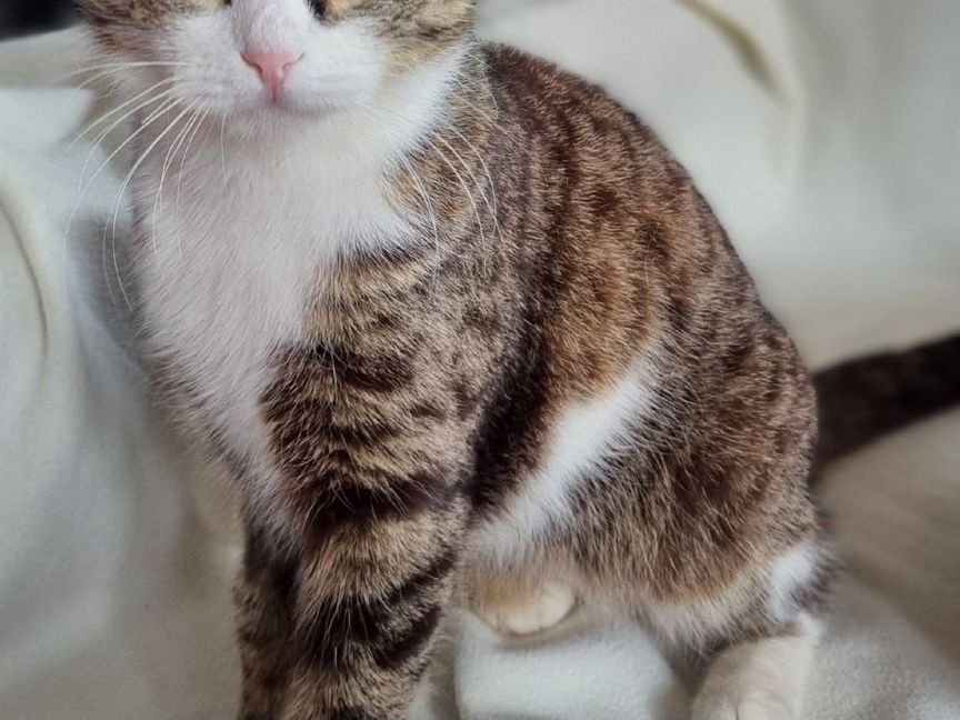 Шотландская вислоухая кошка Натали