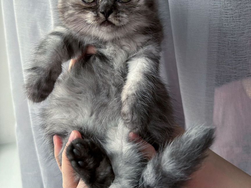 Шотландские котята