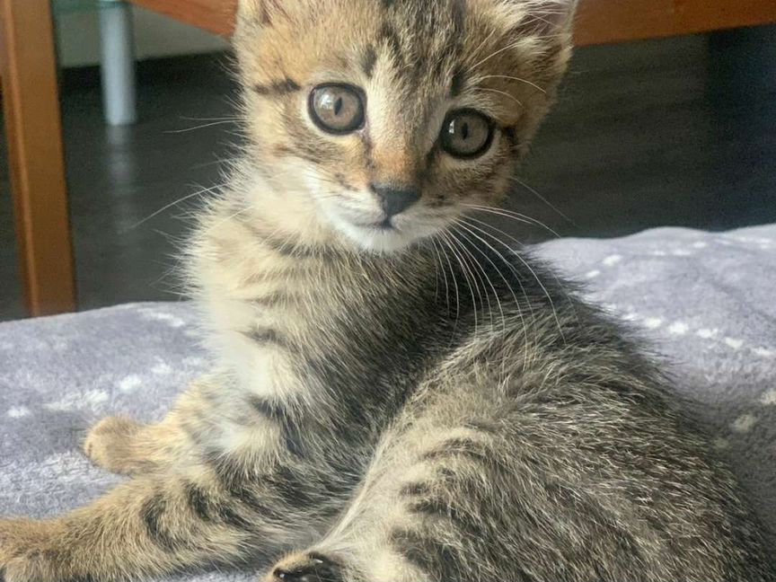 Котенок