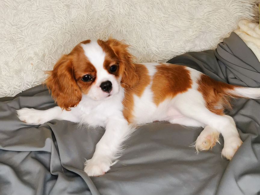 Кавалер Кинг чарльз Спаниель