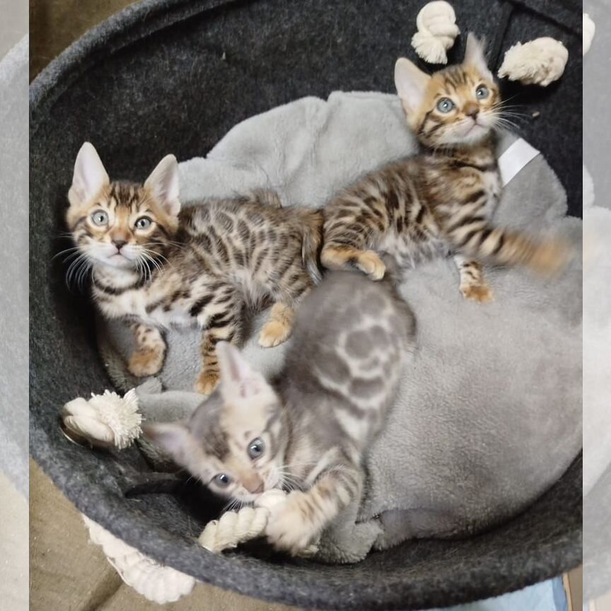 Бенгальские котята