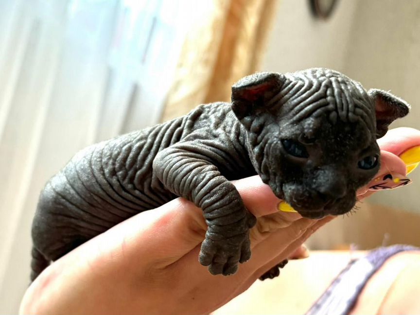 Канадский сфинкс