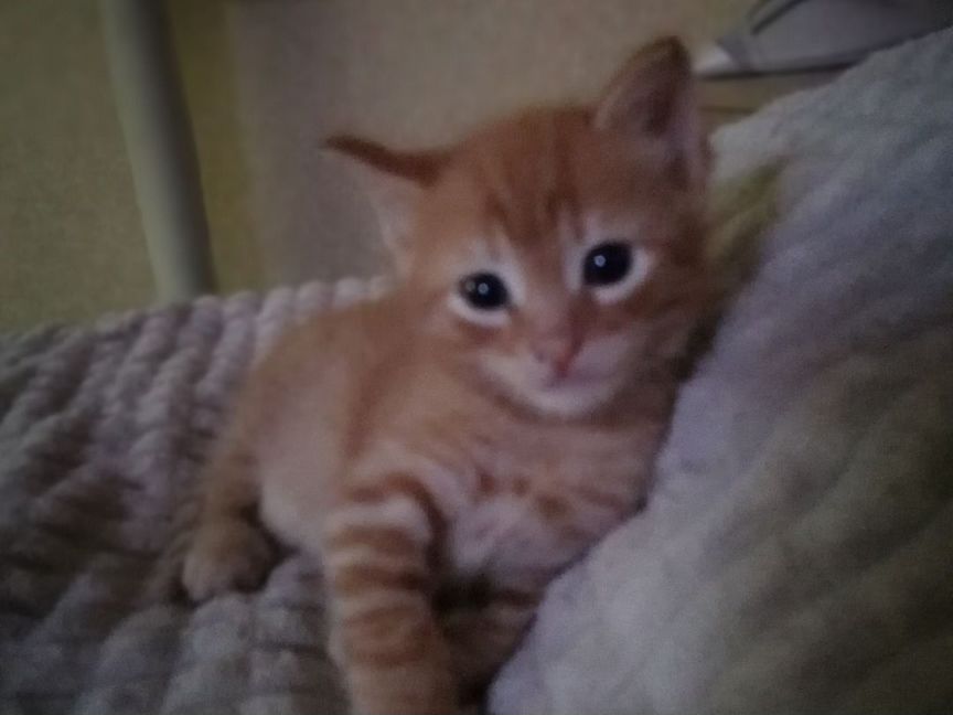 Котёнок в добрые руки