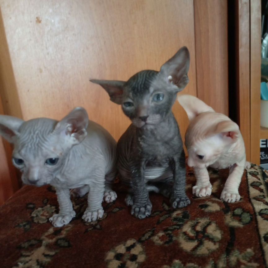 Канадский сфинкс