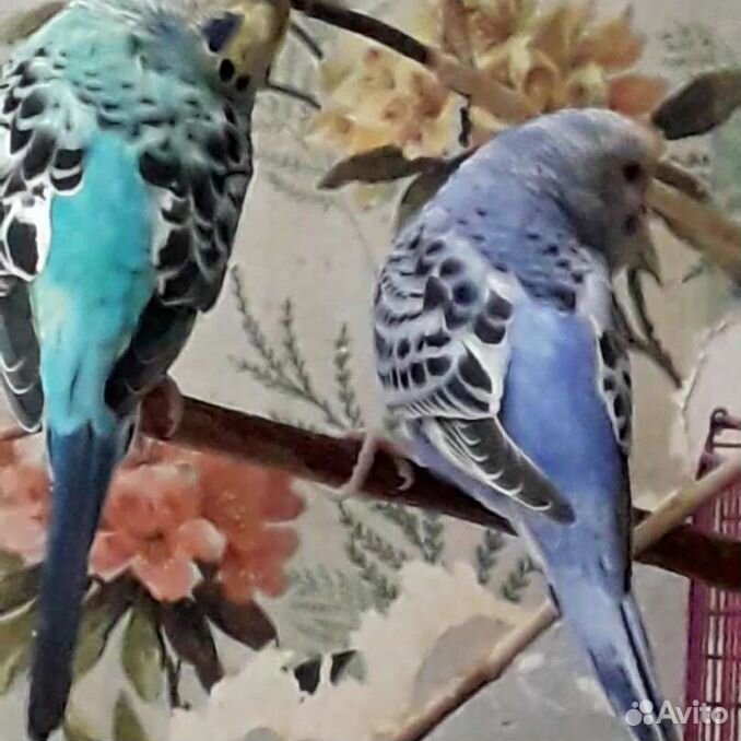Попугаи получехи,пара