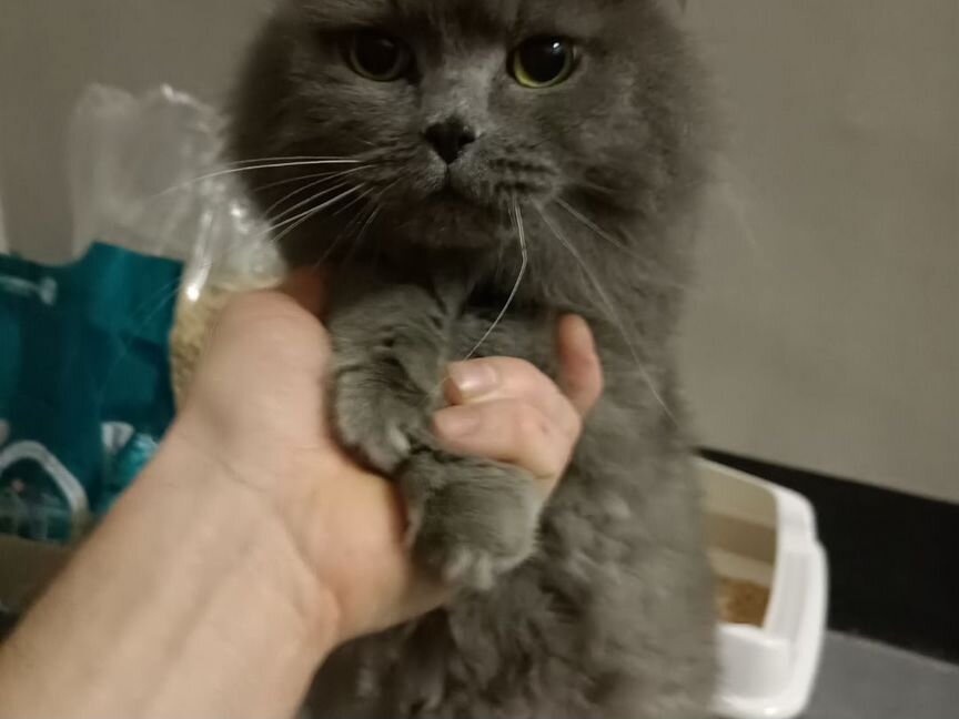 Кошка