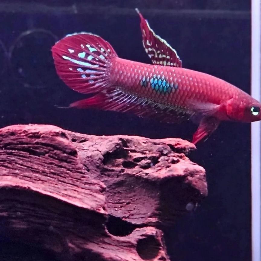 Betta coccina дикая бетта рыбка петушок