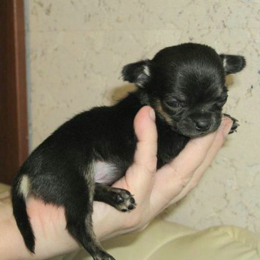 В хорошие руки малыши мини