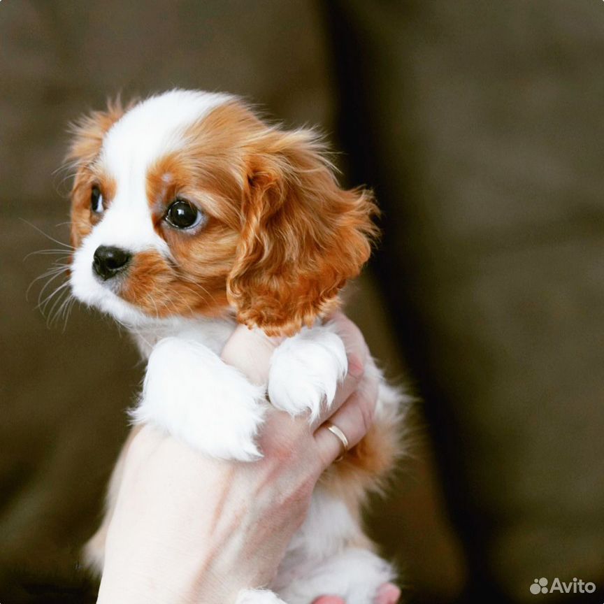 Мальчик кавалер кинг чарльз спаниель