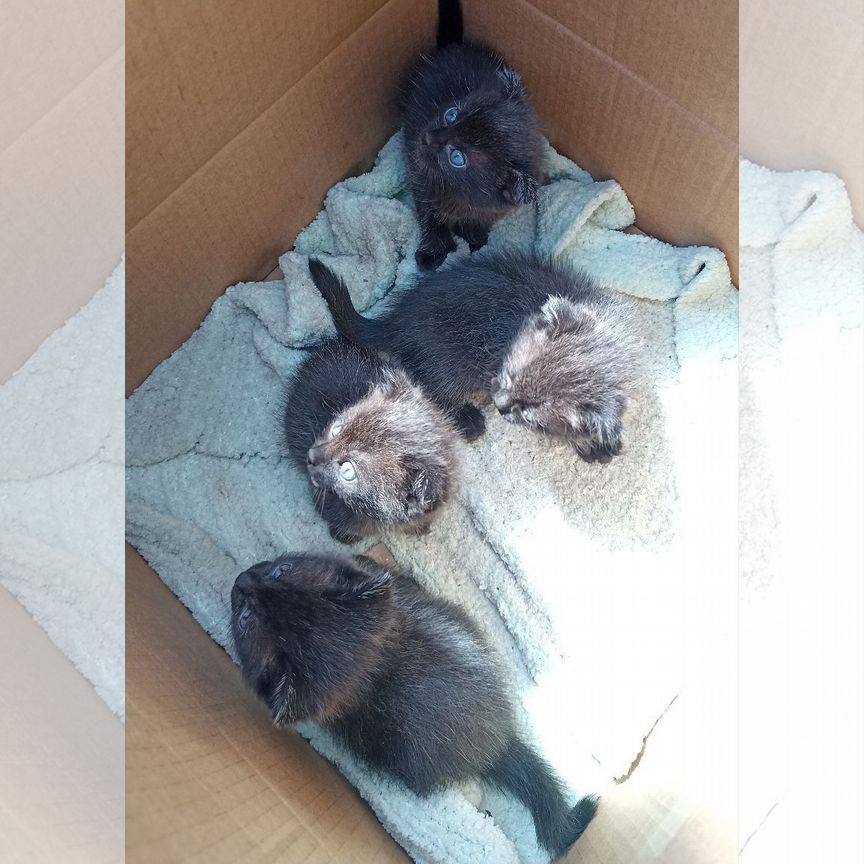 Котята в добрые руки бесплатно