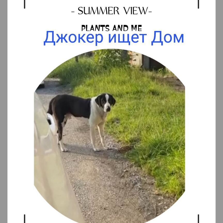 Собака в добрые руки отдам бесплатно