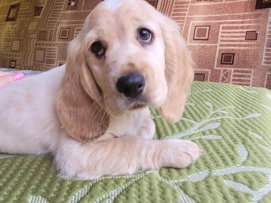 Русский охотничий спаниель щенки с документами