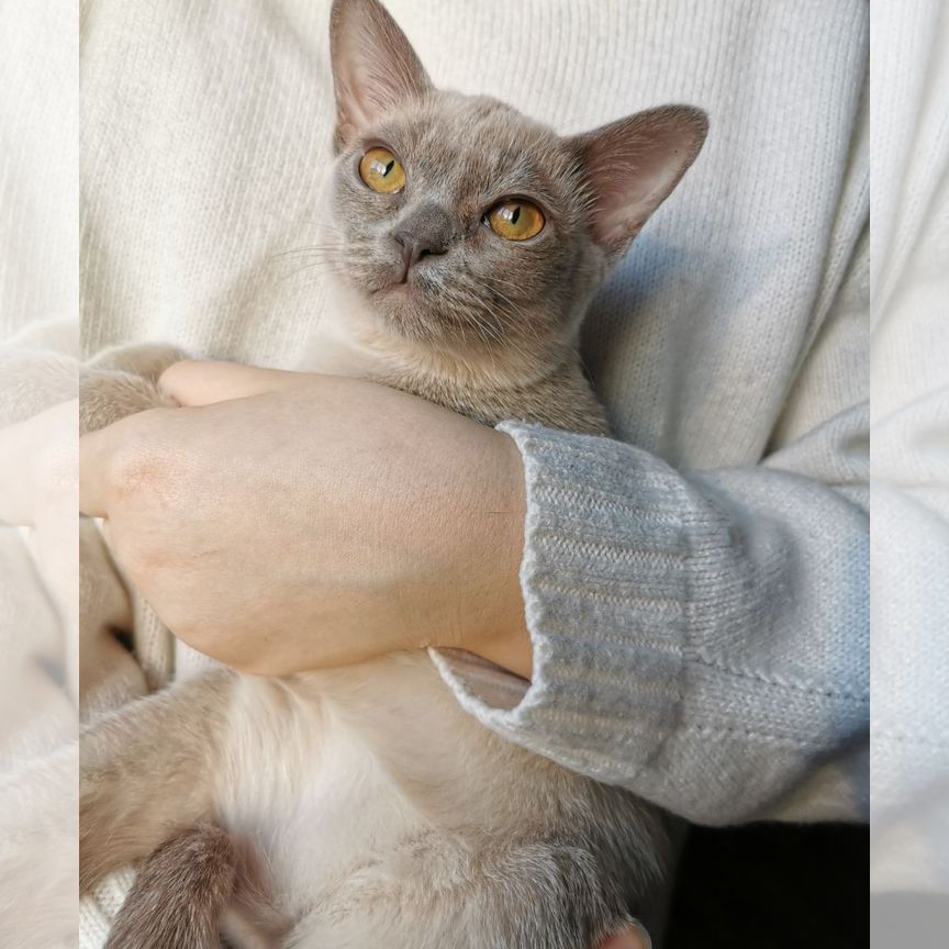 Европейский бурманский котёнок