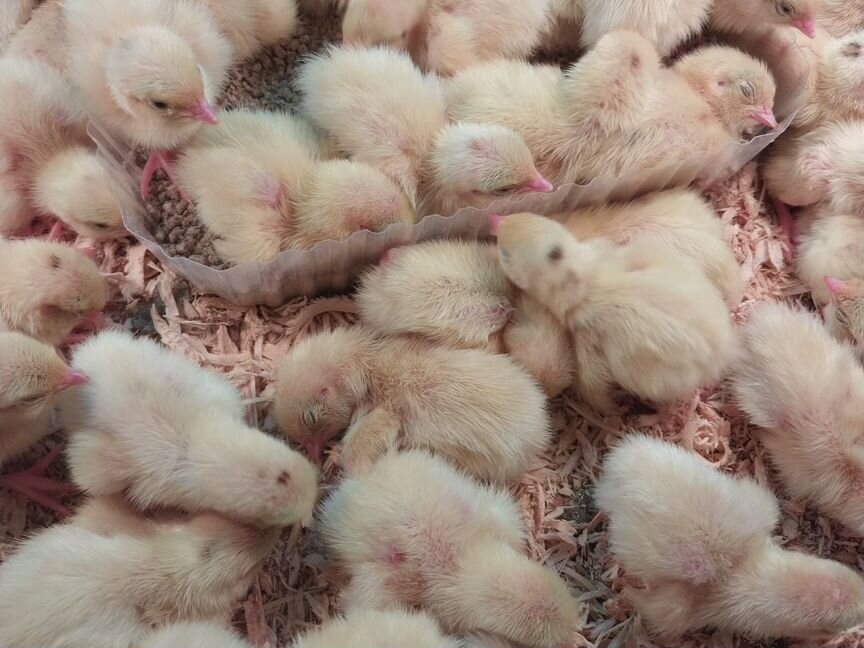 Суточные перепелята