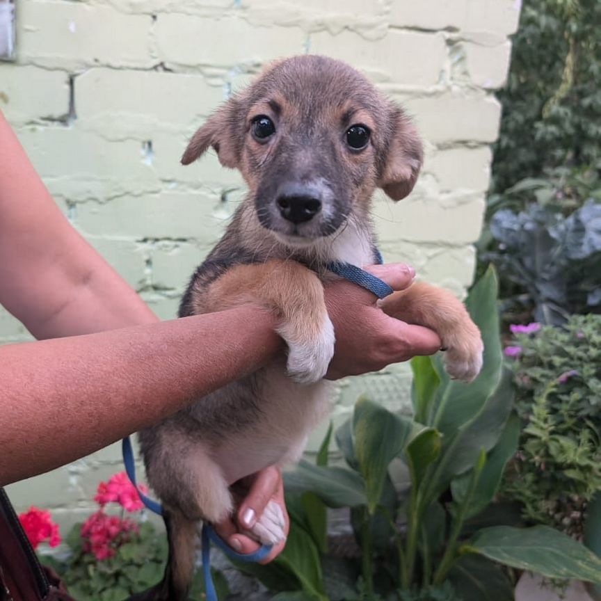 Щенок девочка в добрые руки