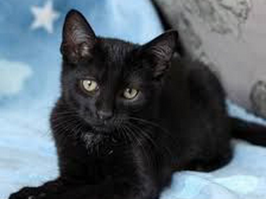 Умный ласковый котик подросток