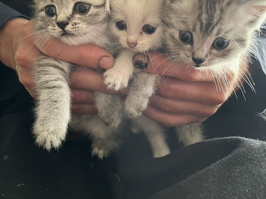 Шотландские котята