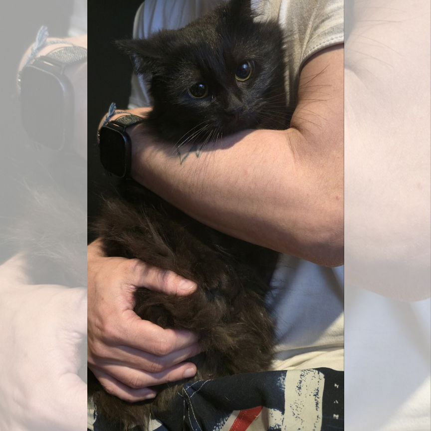 Сибирский котёнок