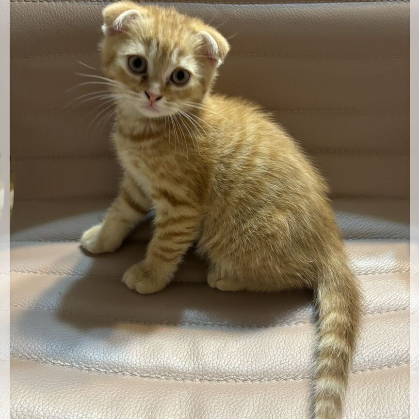 Шотландский вислоухий короткошёрстный котёнок