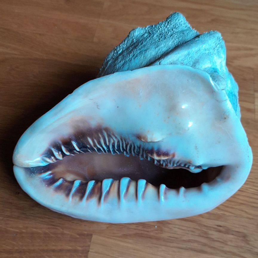 Раковина морская большая
