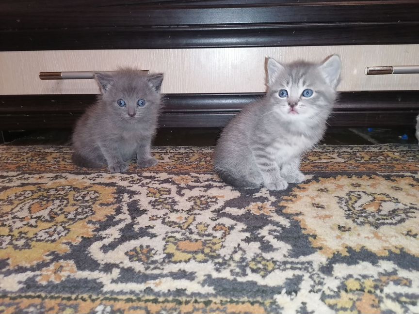 Кошки британцы