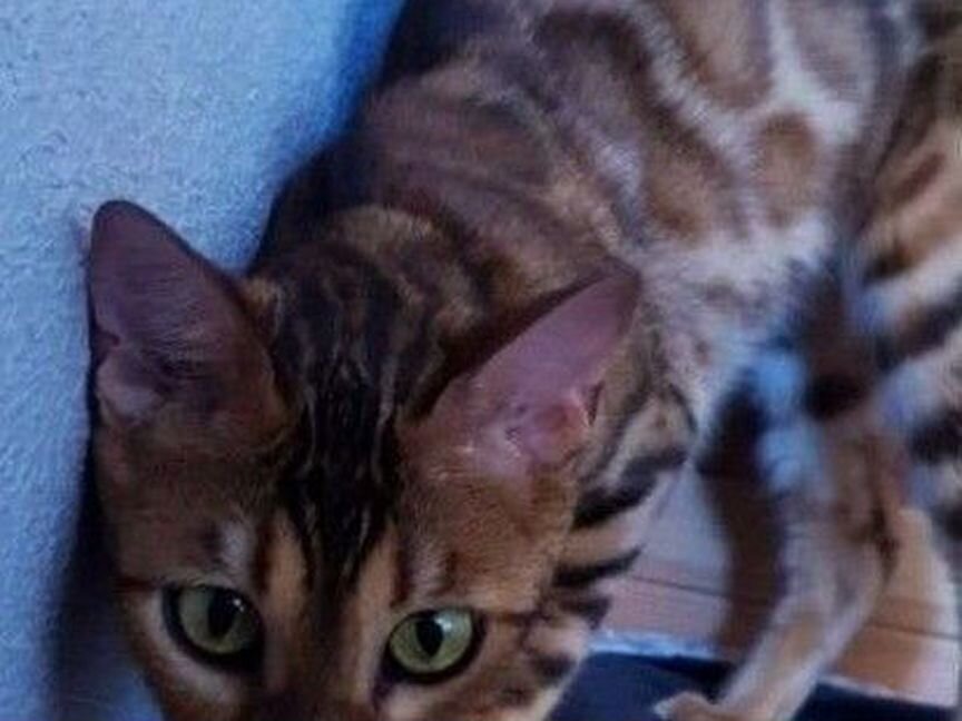 Бенгальская кошка Ben24