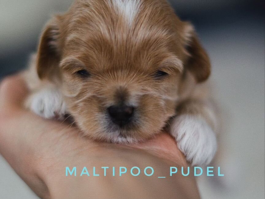 Мальтипу ф1 яркие