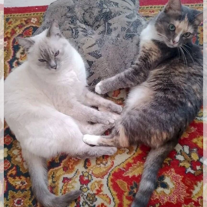 Взрослая, кошка в добрые руки