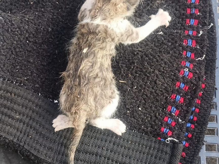 Котенок один день отроду