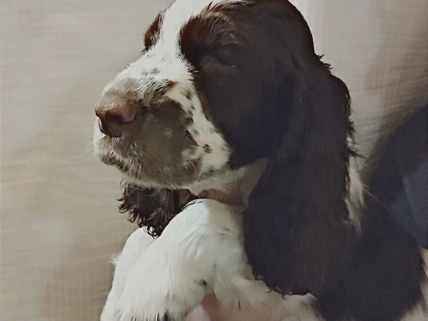 Английский спрингер спаниель