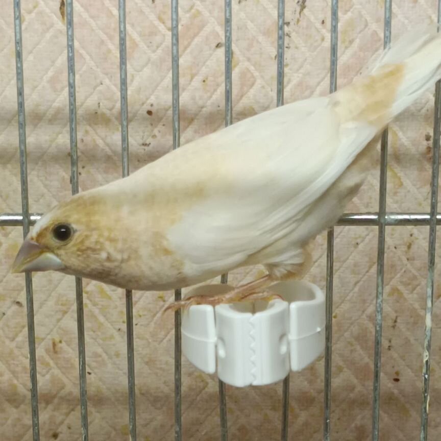 Японская амадина